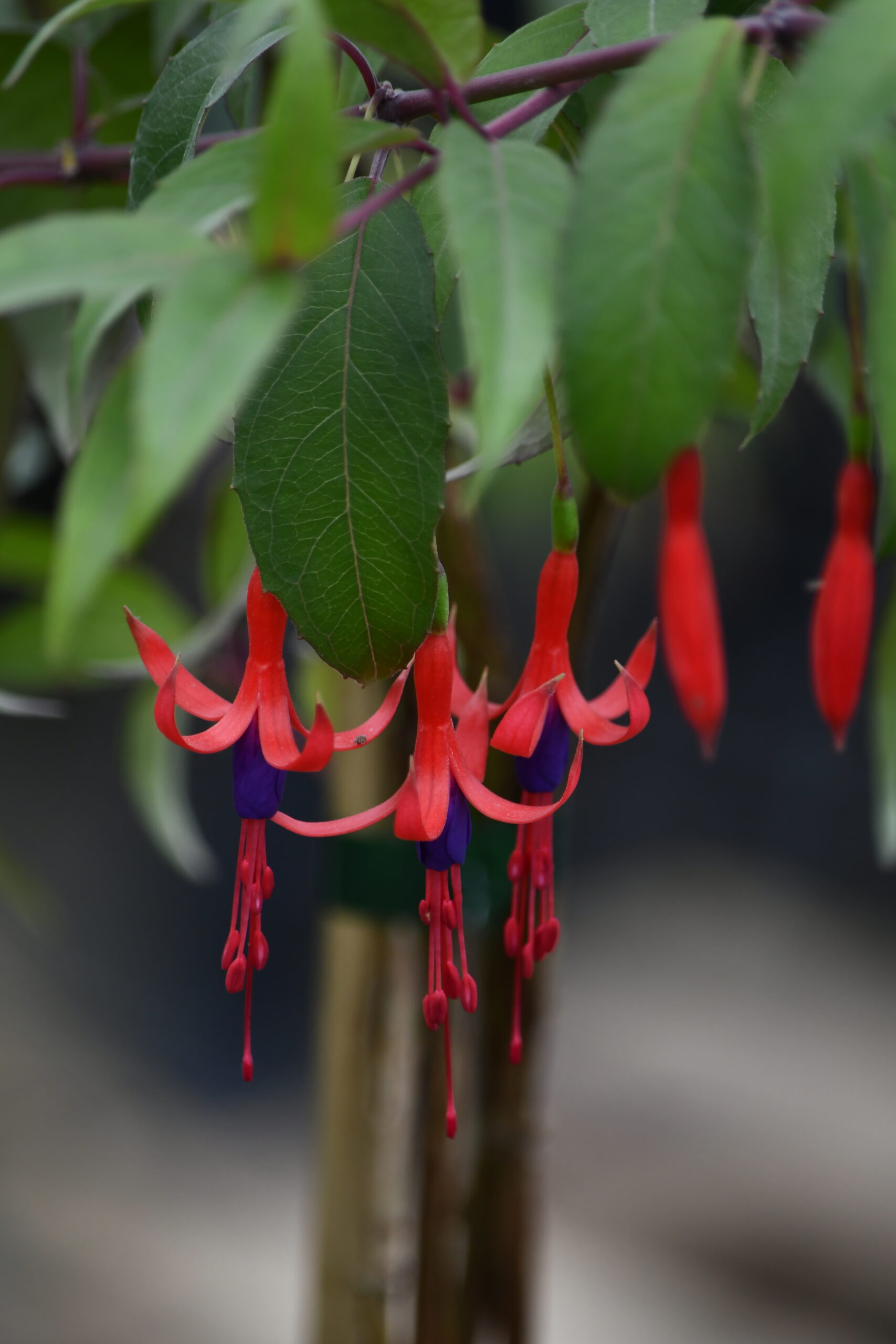 Fuchsia Royal de Reitz (Fuchsia regia "Reitzii") - Groupe Travers