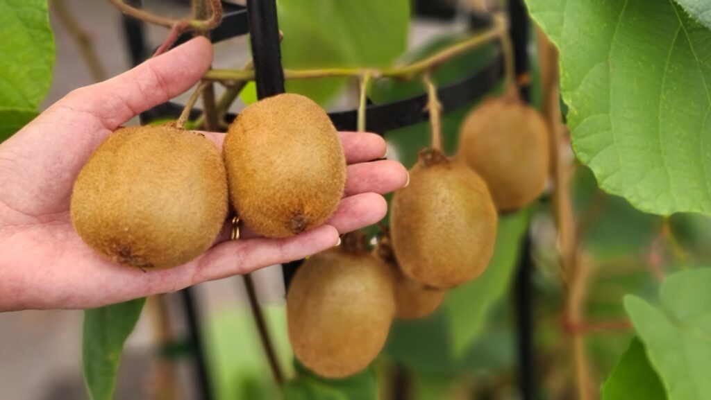 Trophée pour le Kiwi 'Herma' ! - Groupe TRAVERS